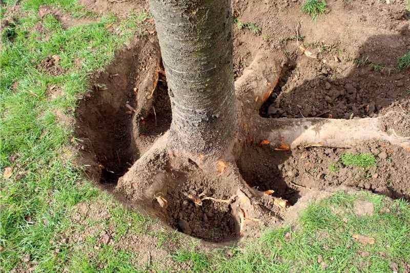 Tree Removal in Springfield | Effective Ways (Detailed 2025 Guide)